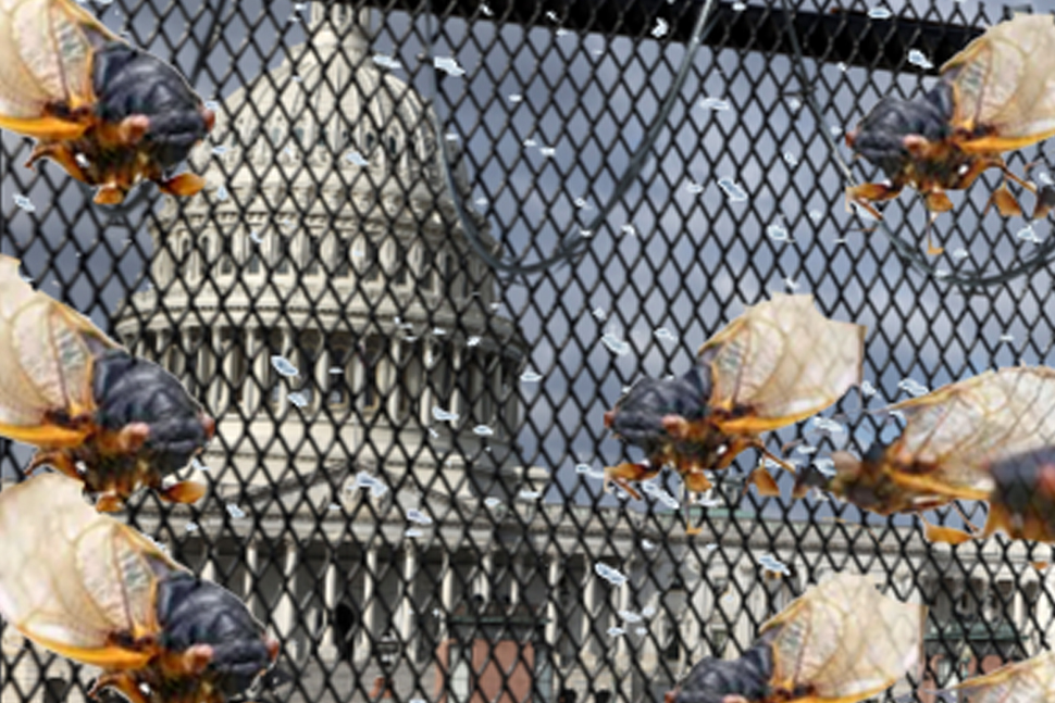 CICADAS WILL OVERRUN D.C.! - Weekly World News
